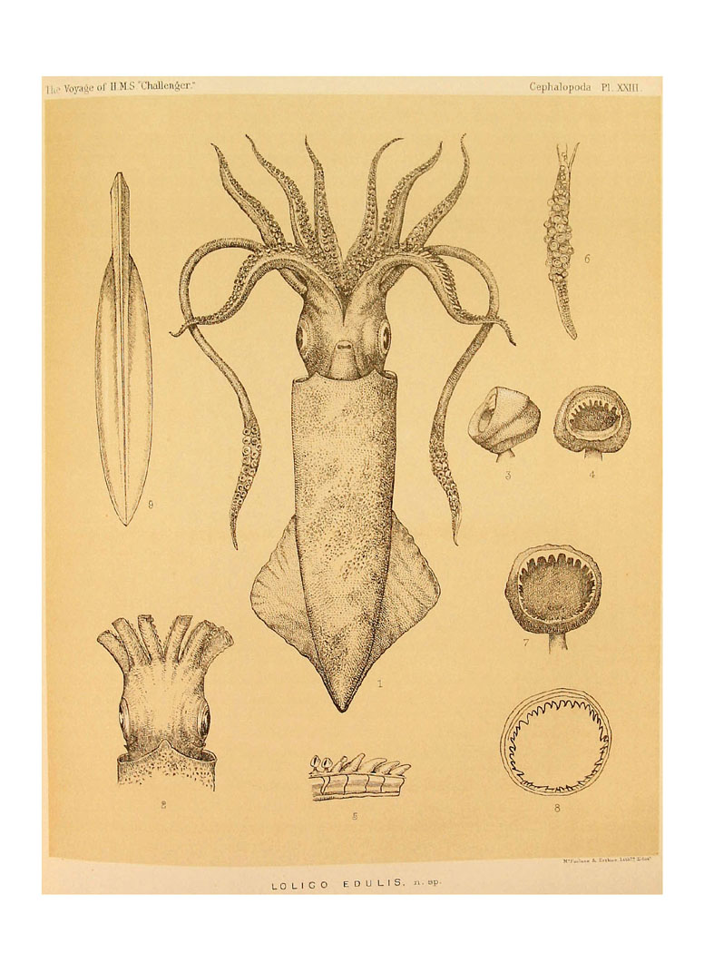 p023 - Courtenay and District Museum & Palaeontology Centre