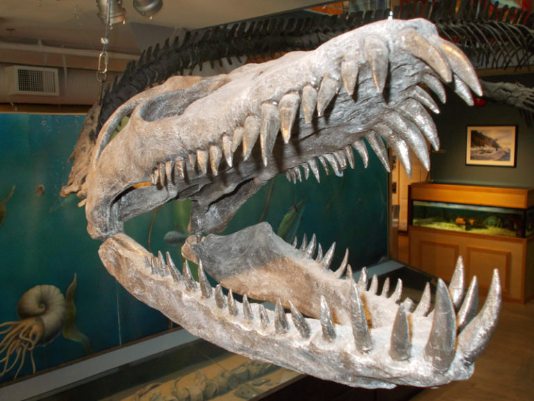 Courtenay’s Puntledge Elasmosaur Receives the Most Votes!