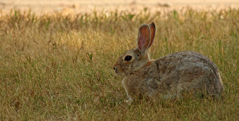 A mountain cottontail or Nuttall's cottontail (Sylvilagus nuttallii ...