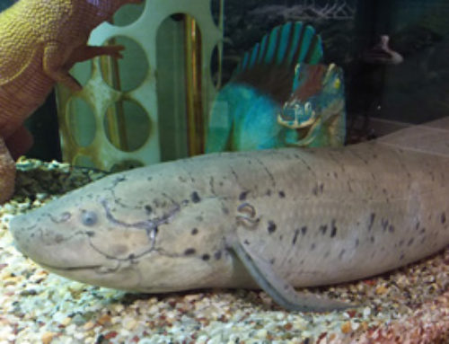 Slugzilla and Friends